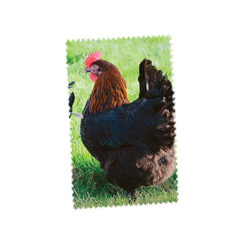 Poule pondeuse noire a collier roux, 6 semaines : Marans noire cuivrée