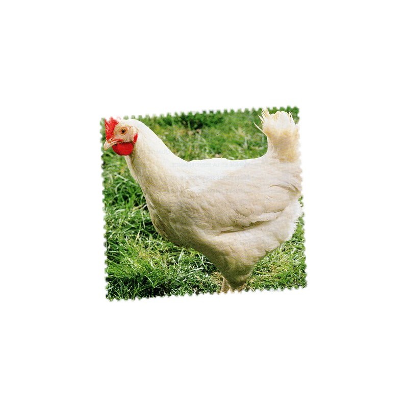Poulet blanc
