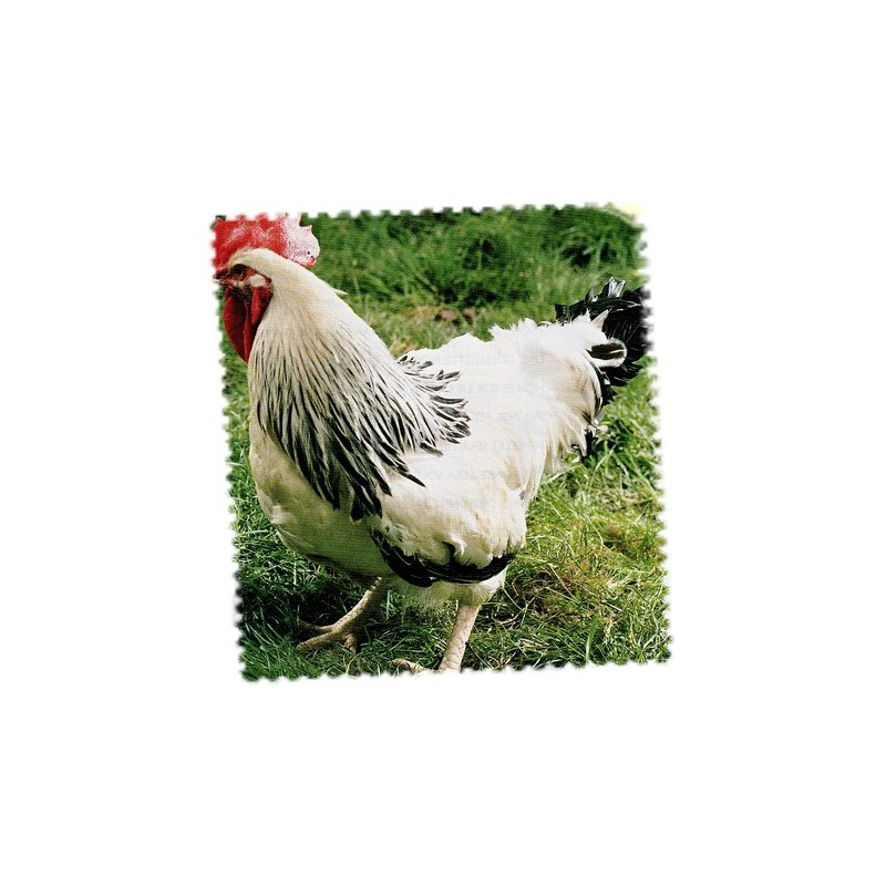 Coq Fermier sussex - 20 semaines