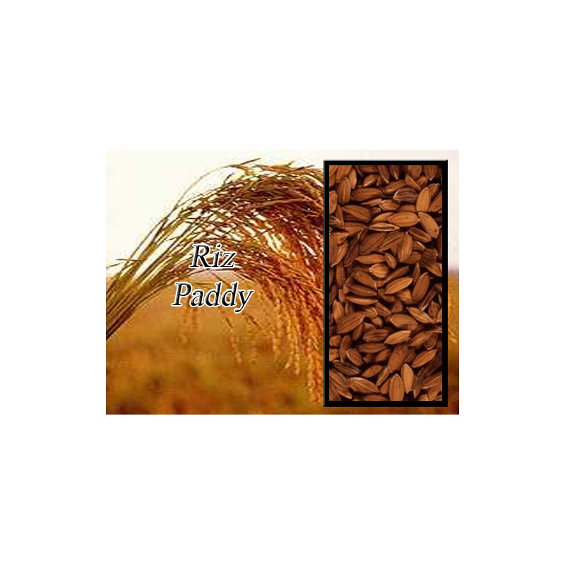 riz paddy en sac de 20 kg