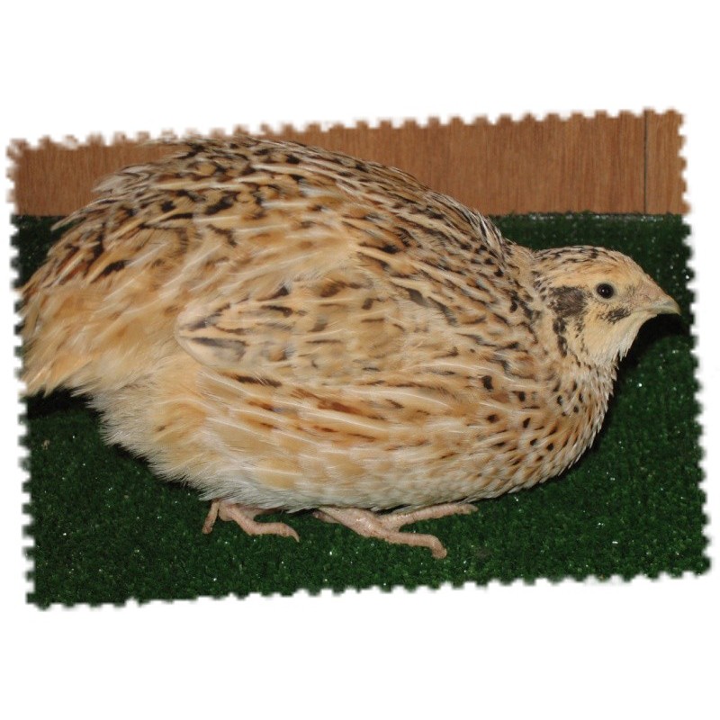 Caille isabelle adulte