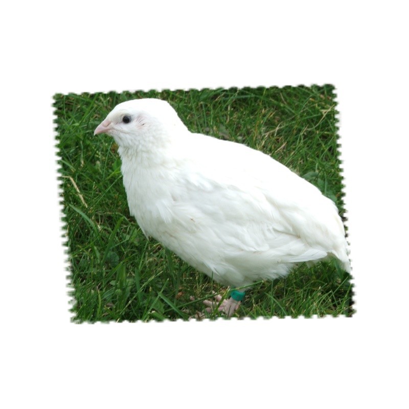 Caille blanche adulte