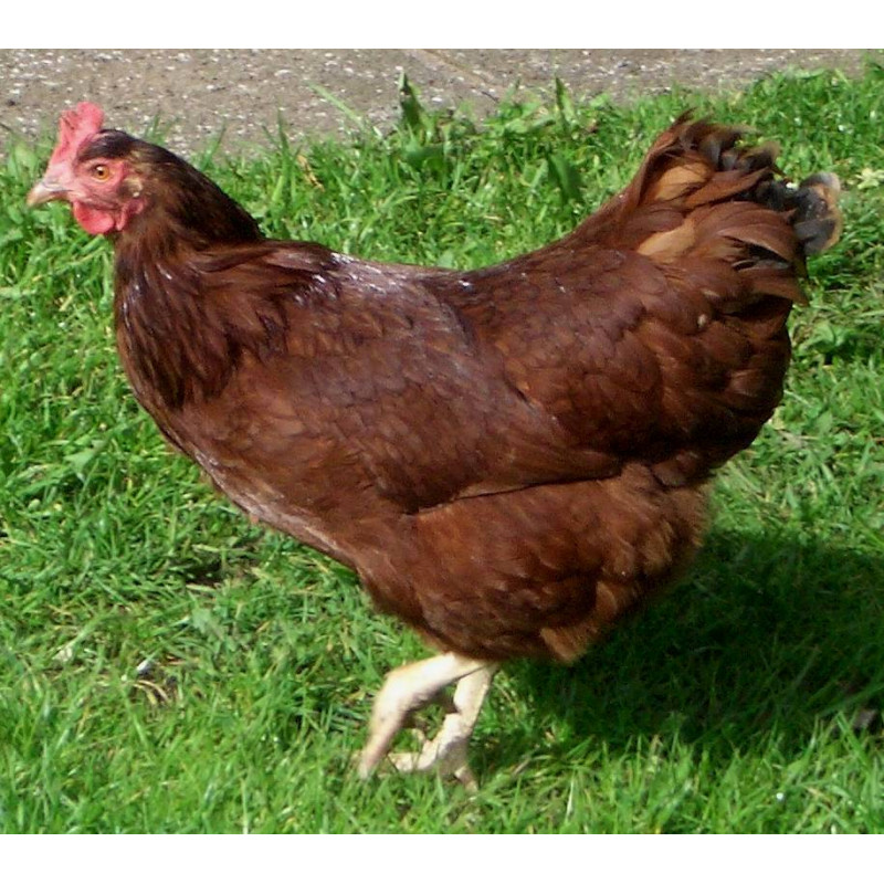 Poule pondeuse rousse 20 semaines : Rhode Island